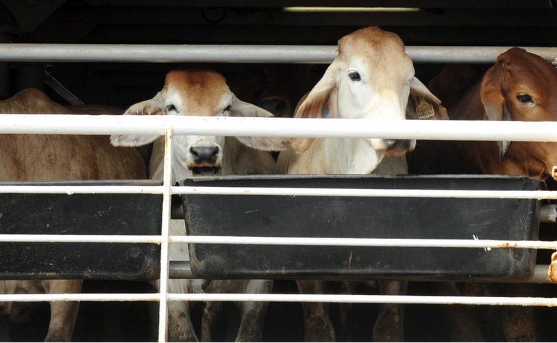 Animal NGOs appalled as cattle ship stinks up Cape Town - Amatropics